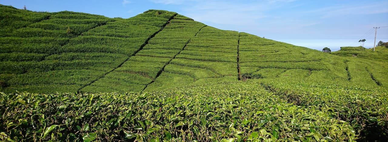 Menyusuri Keindahan Kebun Teh di Bandung